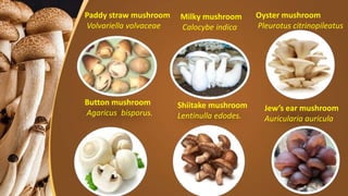 Genetics and breeding of cultivated mushroom | PPTX