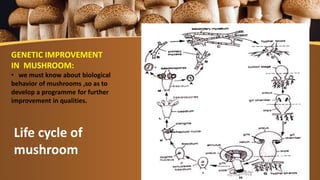 Genetics and breeding of cultivated mushroom | PPTX | Agriculture ...