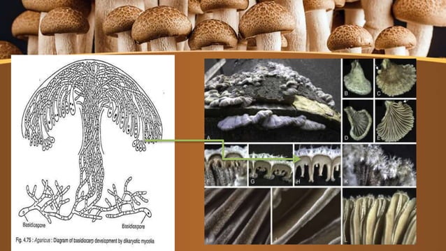 Genetics and breeding of cultivated mushroom | PPTX | Agriculture ...