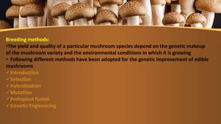 Genetics and breeding of cultivated mushroom | PPTX