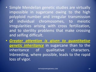 Genetics and cytogenetics of SACCHARUM OFFICINARUM | PDF