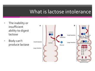 Genetics and Evolution of lactose (in)tolerance | PPTX