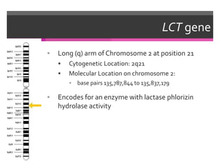 Genetics and Evolution of lactose (in)tolerance | PPTX