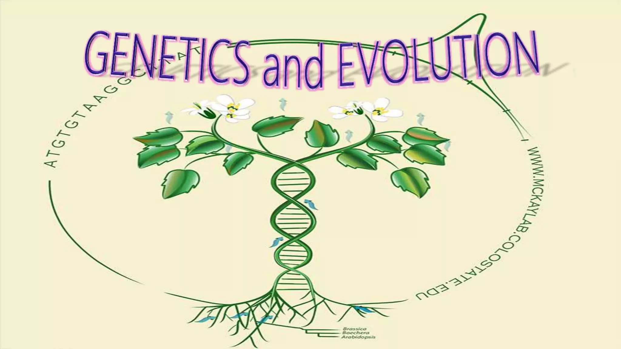 Genetics & Evolution: A Concise Guide | PPT