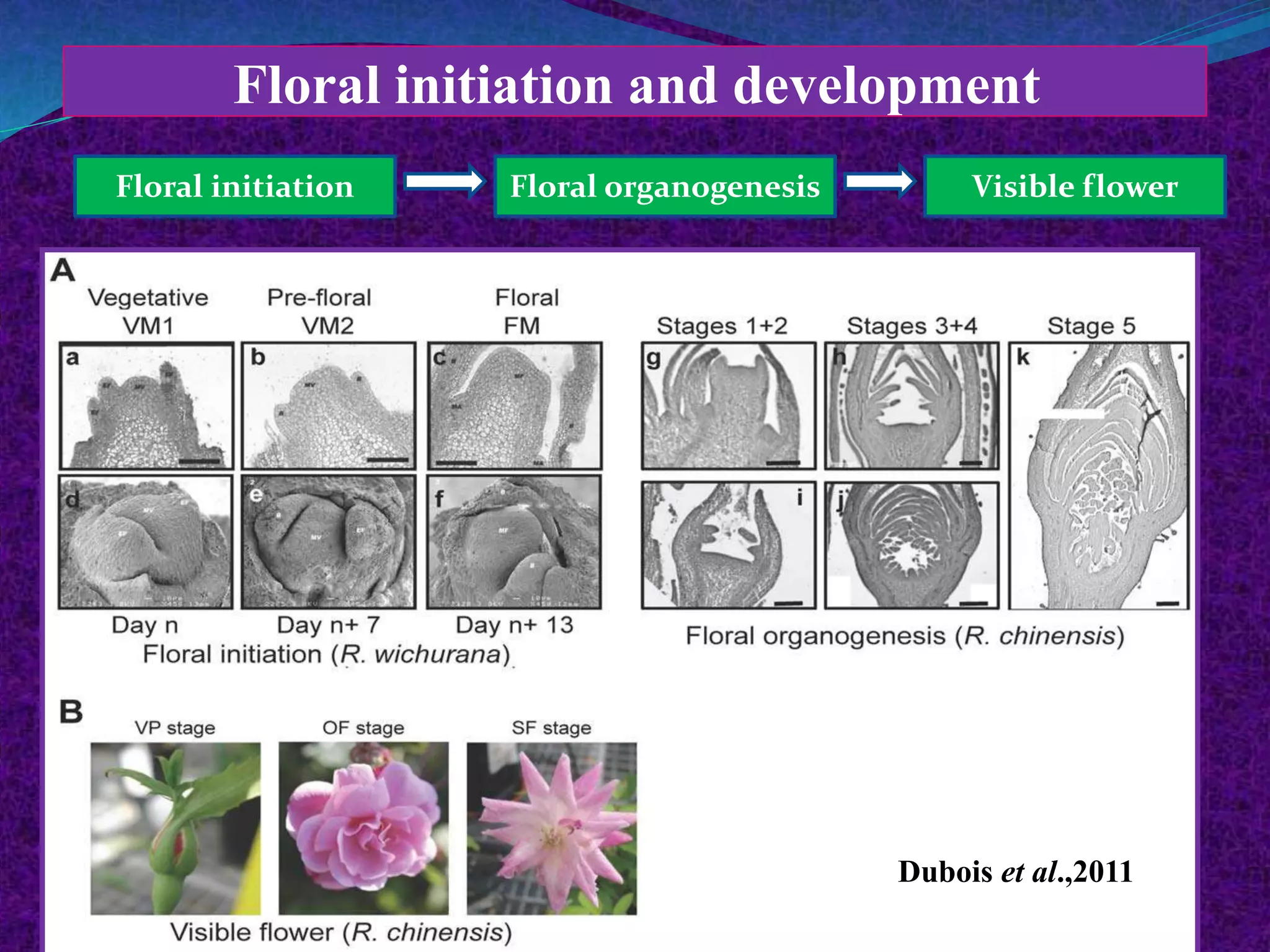 Genetics and genomics of flower initiation and development in roses | PPTX