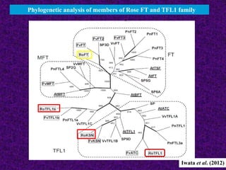 Genetics and genomics of flower initiation and development in roses | PPTX