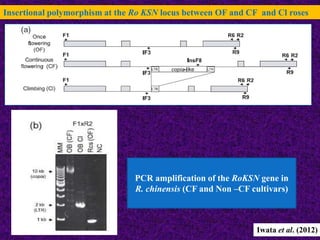 Genetics and genomics of flower initiation and development in roses | PPTX