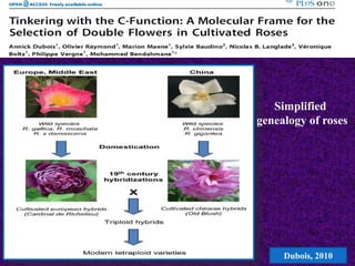 Genetics and genomics of flower initiation and development in roses | PPTX