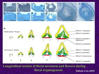 Genetics and genomics of flower initiation and development in roses | PPTX
