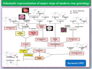 Genetics and genomics of flower initiation and development in roses | PPTX