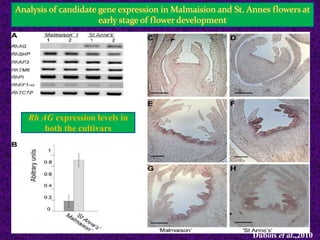 Genetics and genomics of flower initiation and development in roses | PPTX