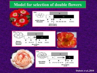 Genetics and genomics of flower initiation and development in roses | PPTX