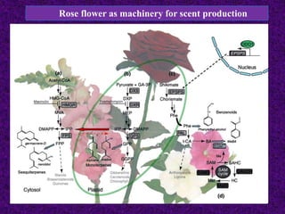 Genetics and genomics of flower initiation and development in roses | PPTX