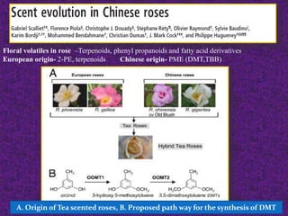 Genetics and genomics of flower initiation and development in roses | PPTX