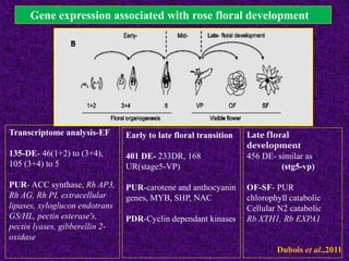 Genetics and genomics of flower initiation and development in roses | PPTX