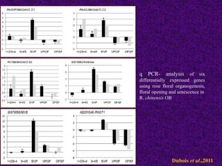 Genetics and genomics of flower initiation and development in roses | PPTX