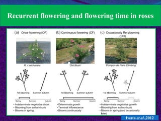 Genetics and genomics of flower initiation and development in roses | PPTX