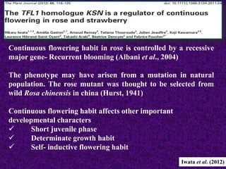 Genetics and genomics of flower initiation and development in roses | PPTX