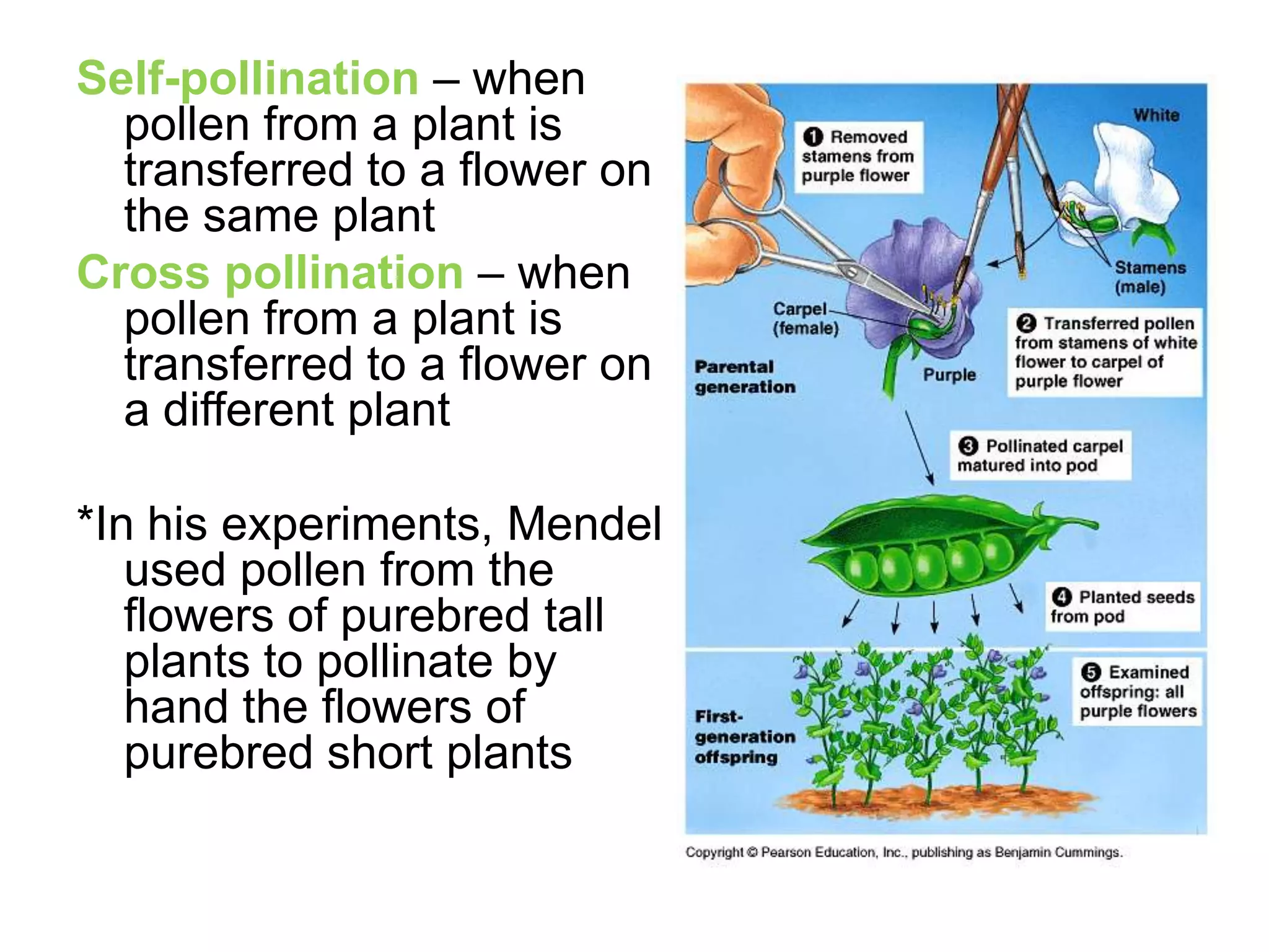 Genetics and Heredity | PPTX