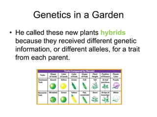 Genetics Examples