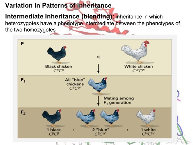 Genetic basis of inheritance