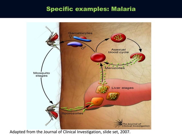 Genetics and infectious diseases | PPTX | Genetics | Science