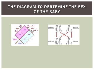 Genetics and inheritance | PPT