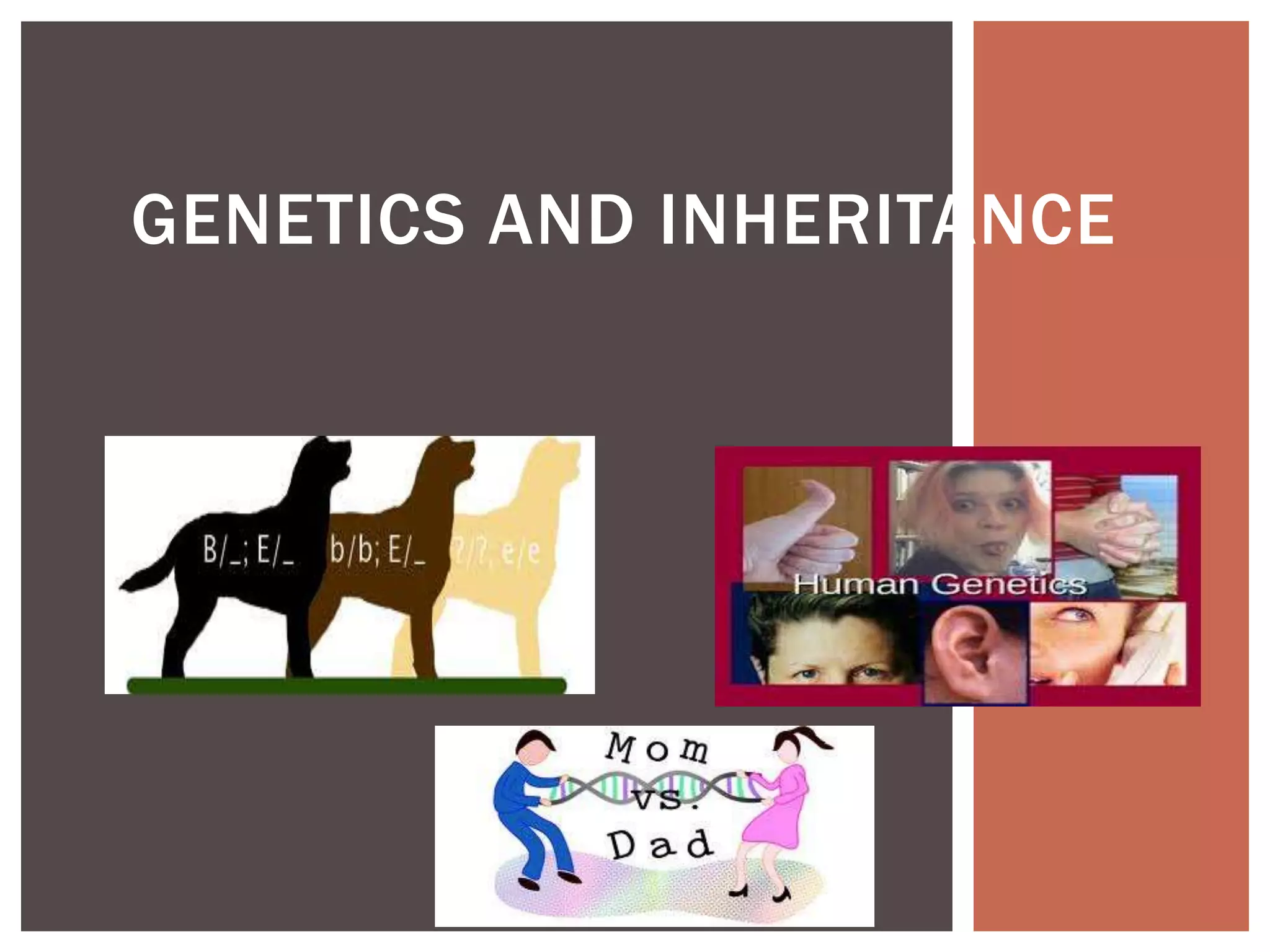 Genetics and inheritance | PPTX