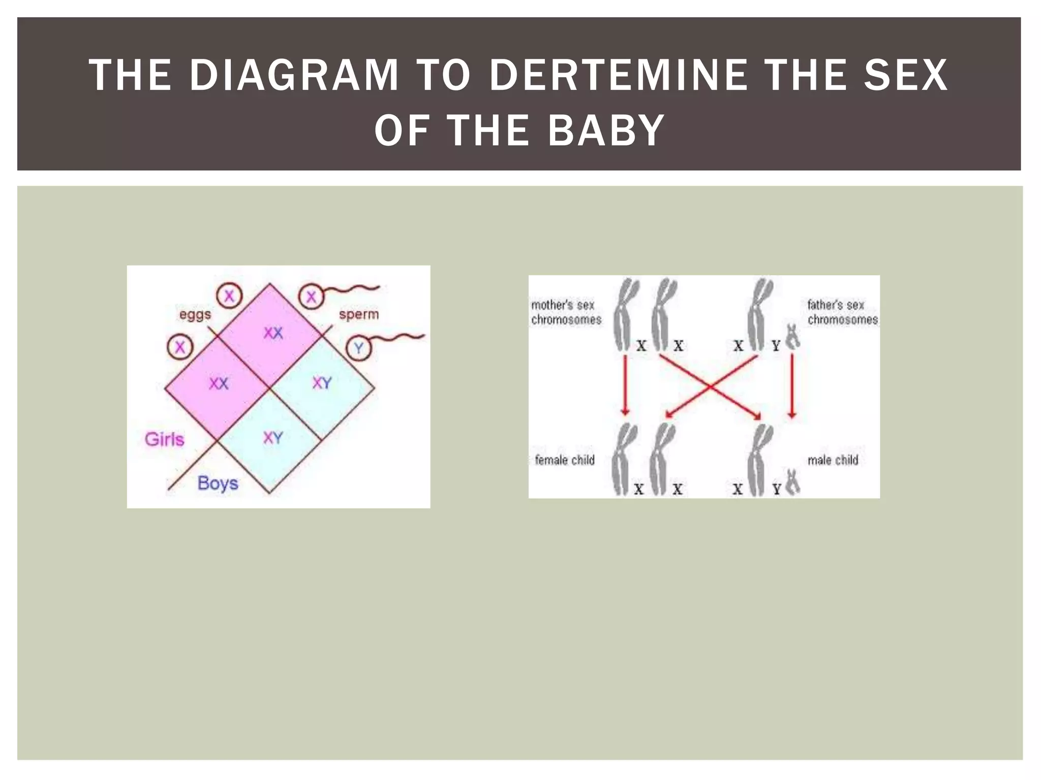 Genetics and inheritance | PPTX