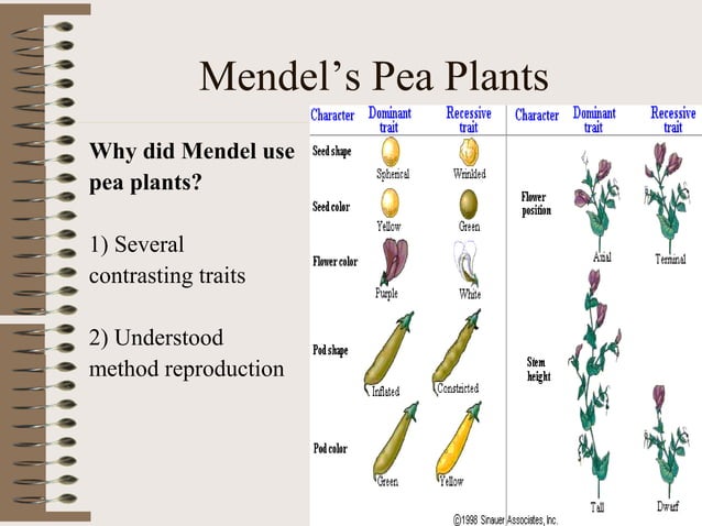Genetics and inheritance | PPT