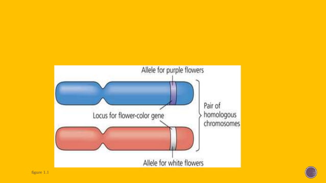 Genetics and inheritance | PPTX | Genetics | Science
