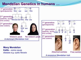 Genetics and its history with gregor mendel law | PPTX