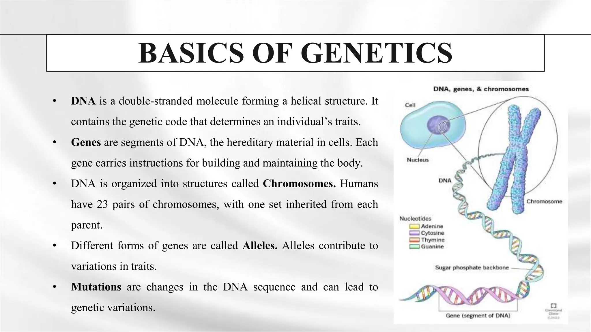 GENETICS and KIDNEY DISEASES / | PPTX