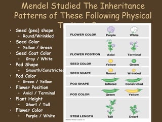 Genetics And Mendel 1201627175681907 2 | PPT