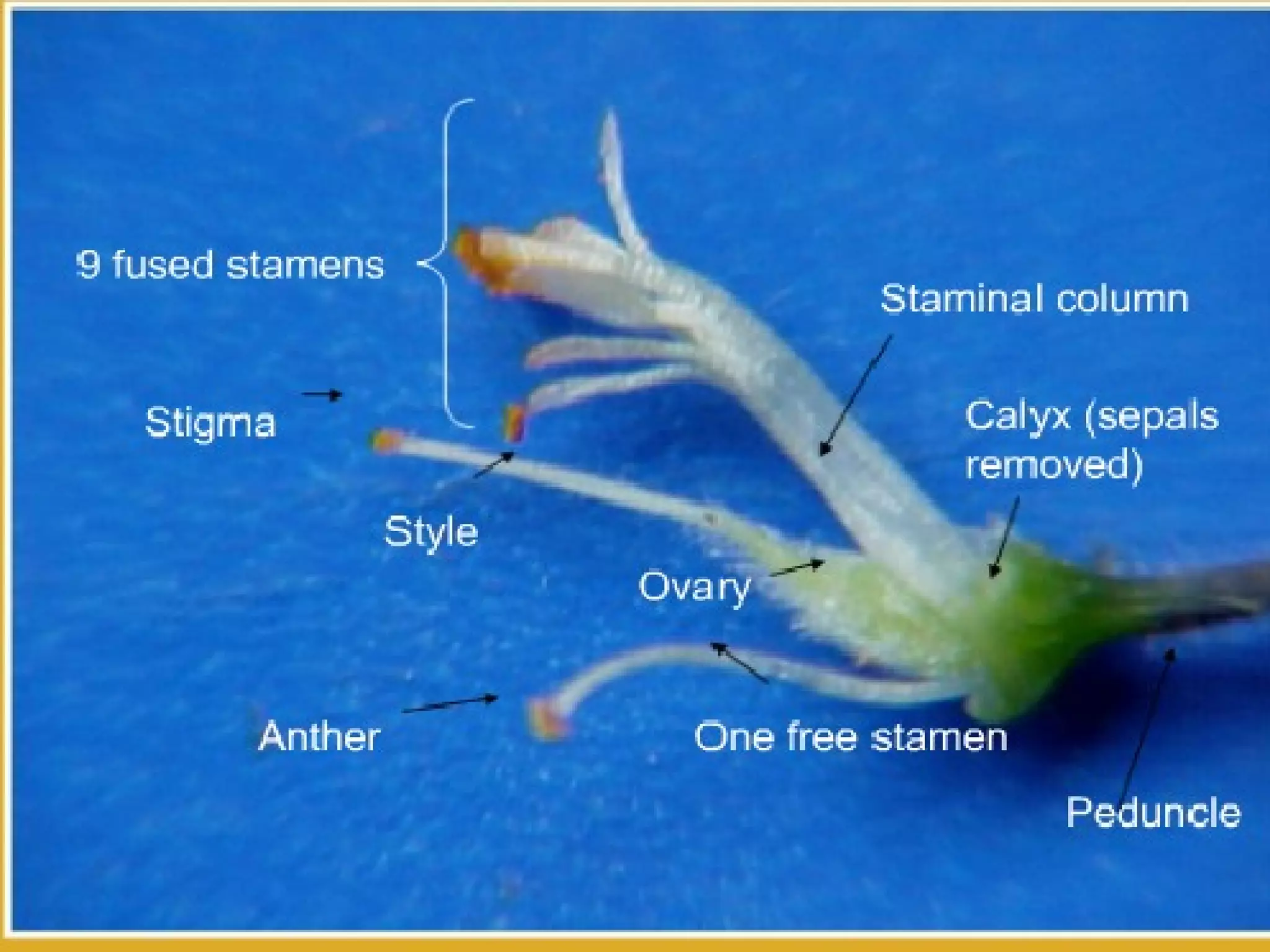 Genetics and plant breeding seminar | PPT