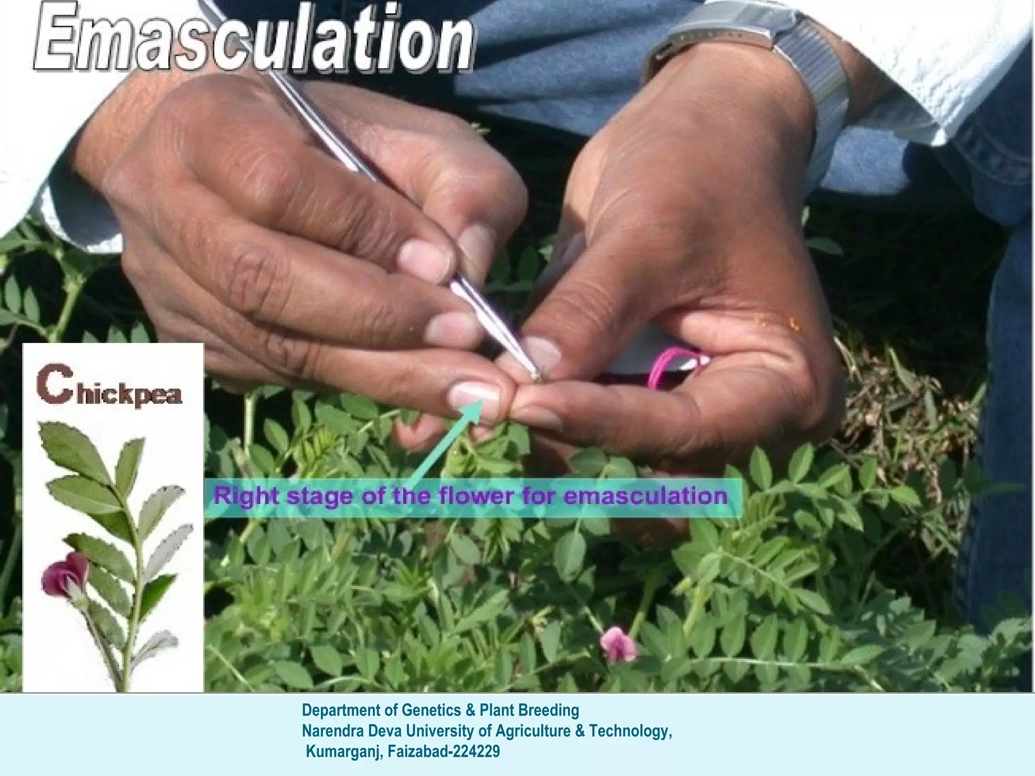 Genetics and plant breeding seminar | PPT