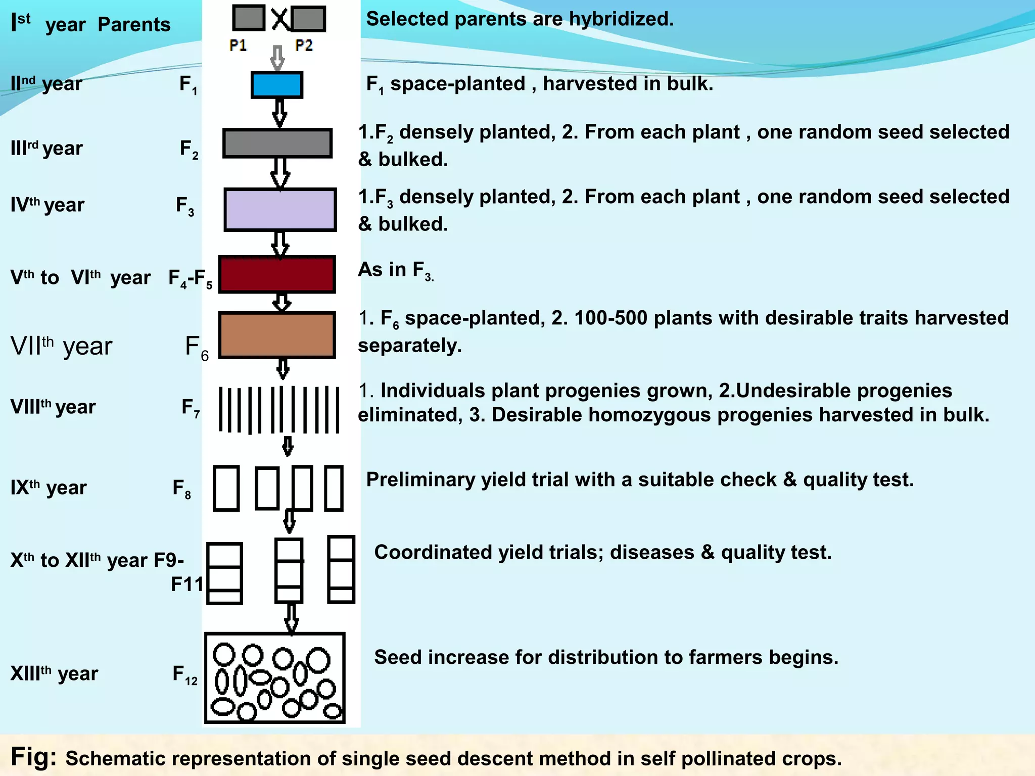 Genetics and plant breeding seminar | PPT