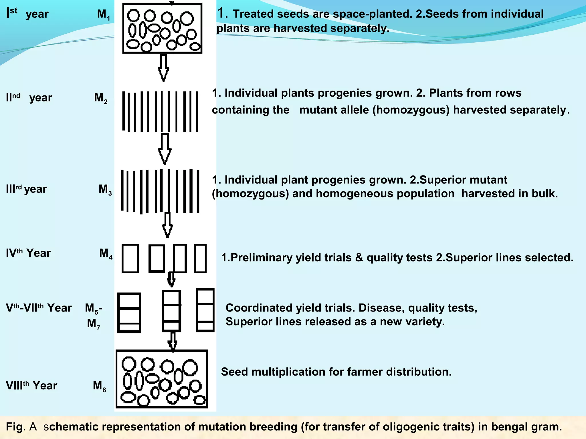 Genetics and plant breeding seminar | PPT