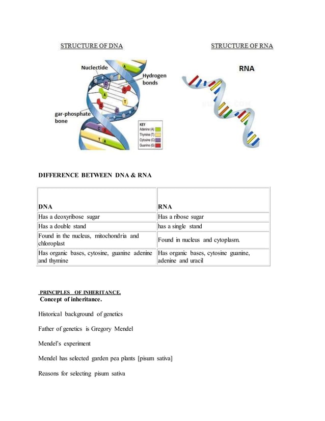 Genetics and variation 1 | PDF