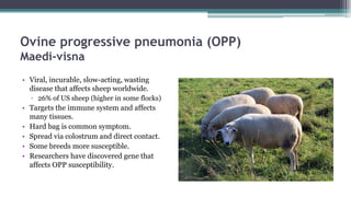 Genetics as a tool to improve flock health | PPTX