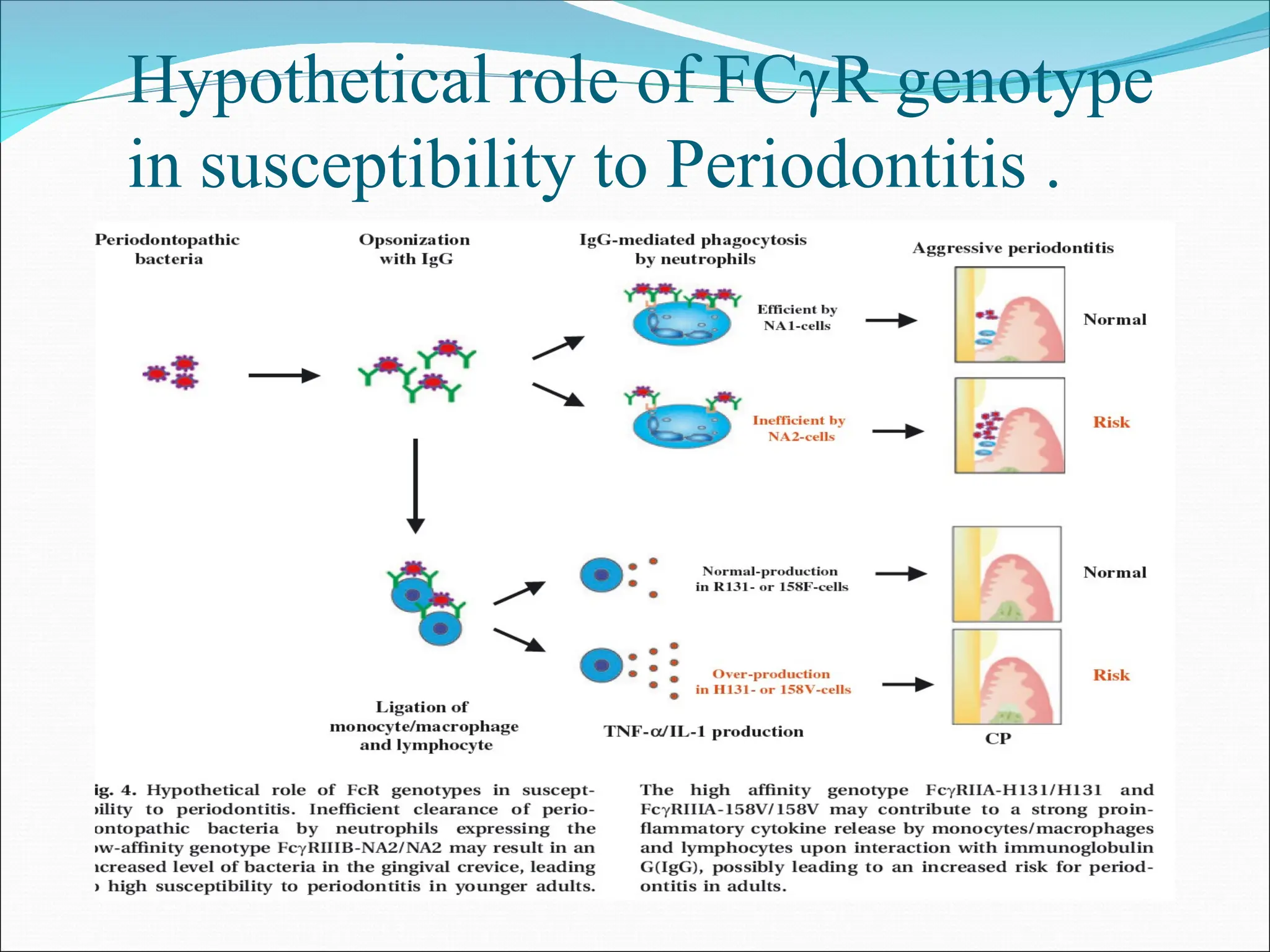 Genetics as risk factor for periodontitis | PPT