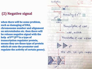 Genetics and biochemistry of cell cycle | PPTX