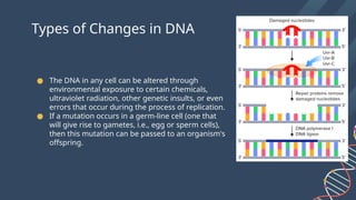 Genetics Biology, The Human Body Recipe. | PPTX