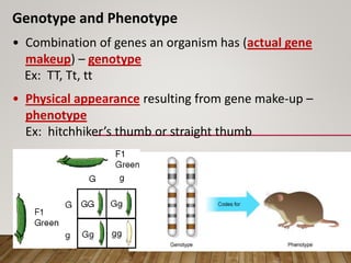 Basics of Genetics presented by waseem javid | PPTX