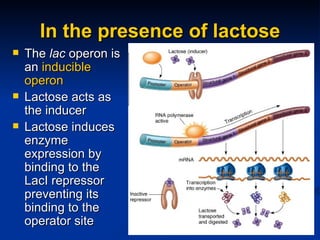 Genetics c | PPT | Chemistry | Science