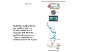 Genetics Chapter 1.pptx