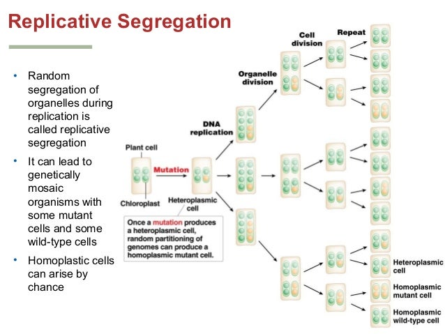 Genetics chapter 19