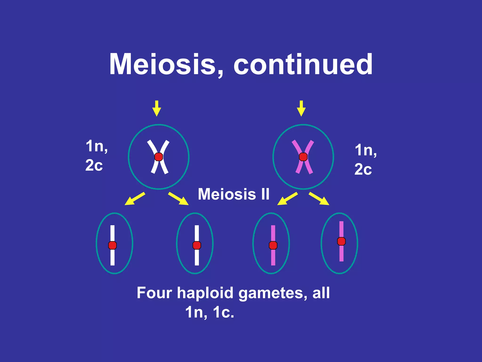 Genetics Chapter 1 And 2 Class | PPT