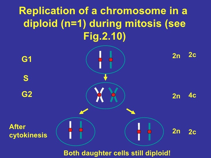Genetics Chapter 1 And 2 Class