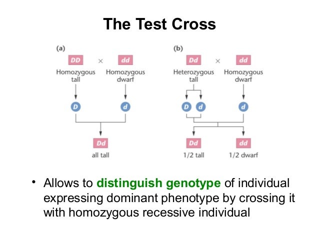 Genetics chapter 2 part 1 (1)